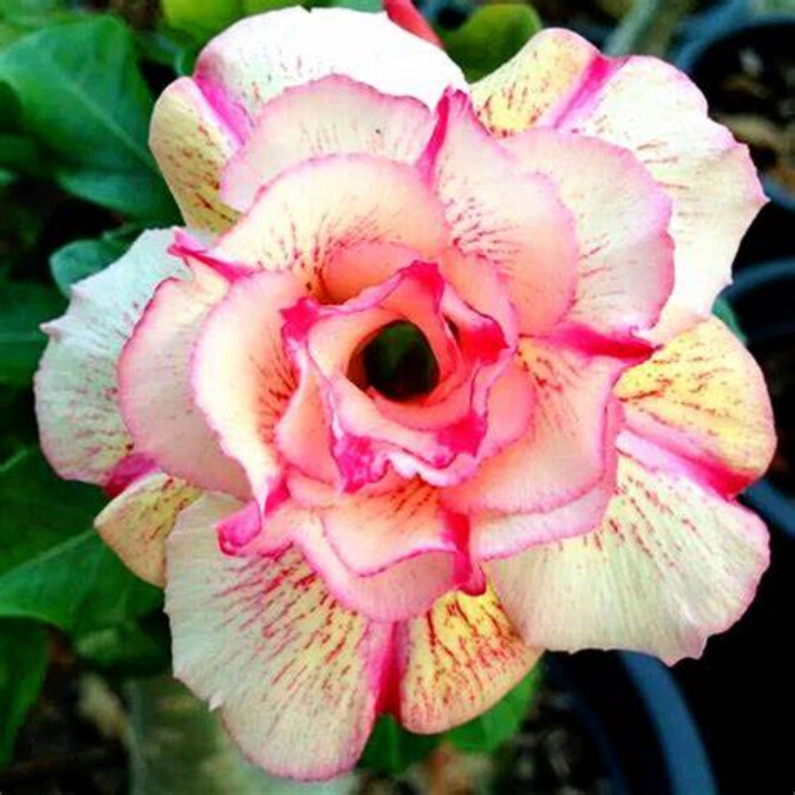 Home garden,Desert rose,(Desert roses), Suitable for lazy garden ...