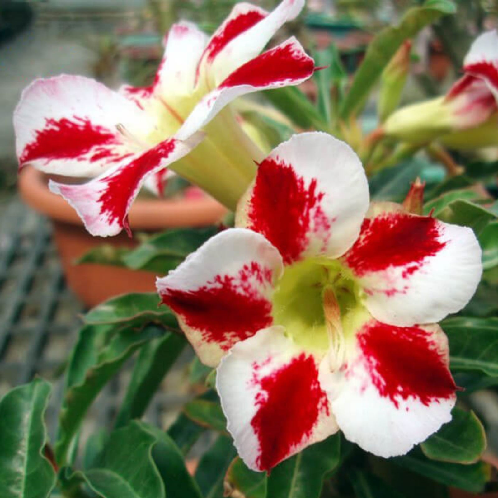 Home garden,Desert rose,(Desert roses), Suitable for lazy garden ...
