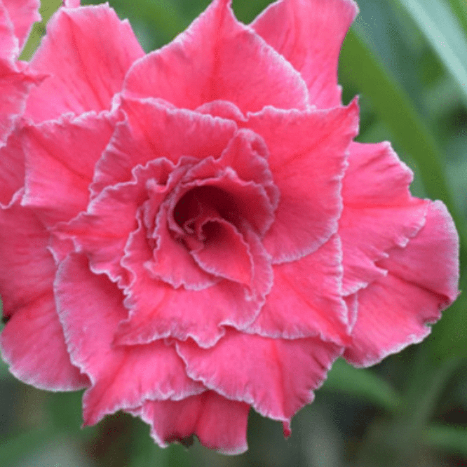 Home garden,Desert rose,(Desert roses), Suitable for lazy garden ...