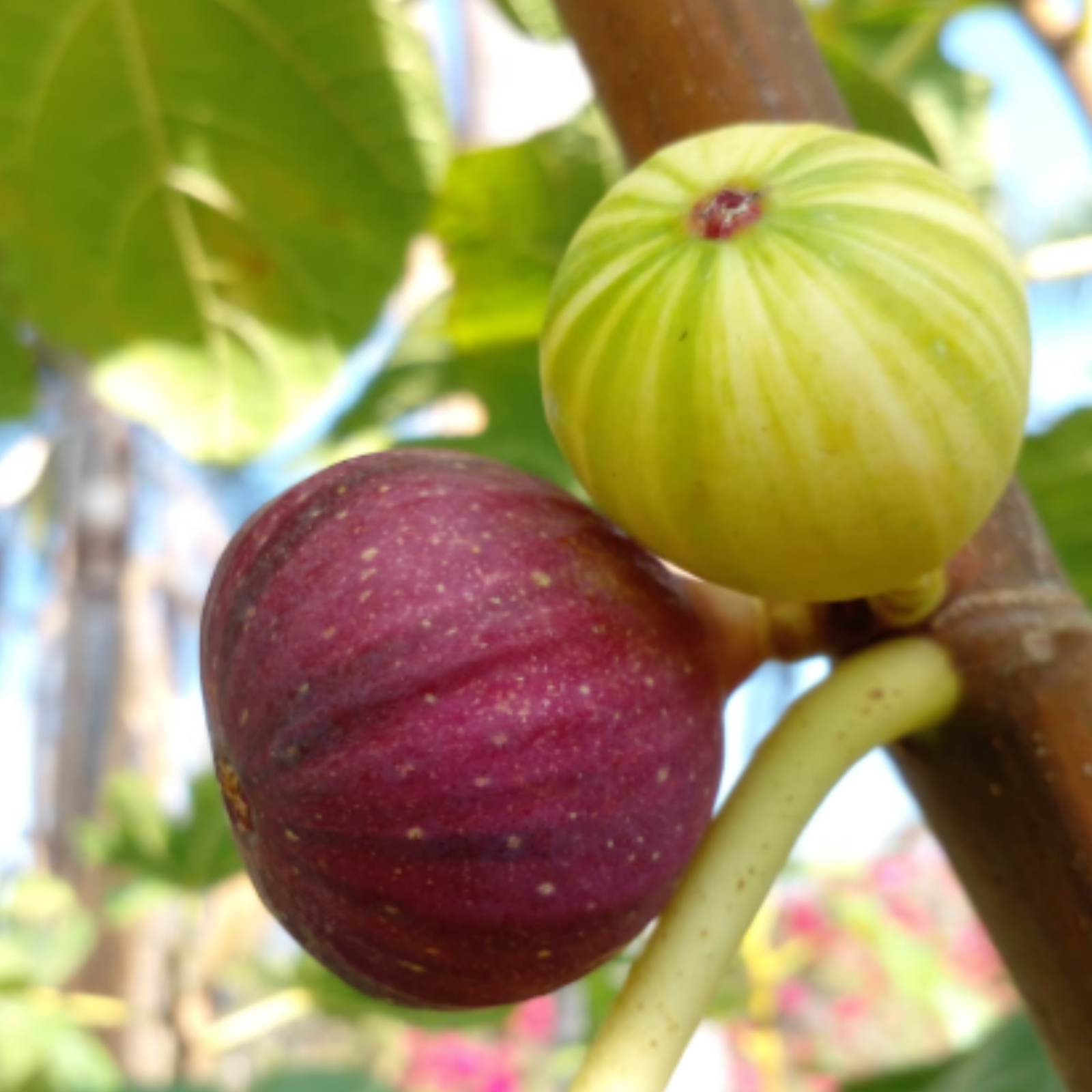 Home garden,( Fig)Low maintenance + drought-resistant flowers,Suitable ...