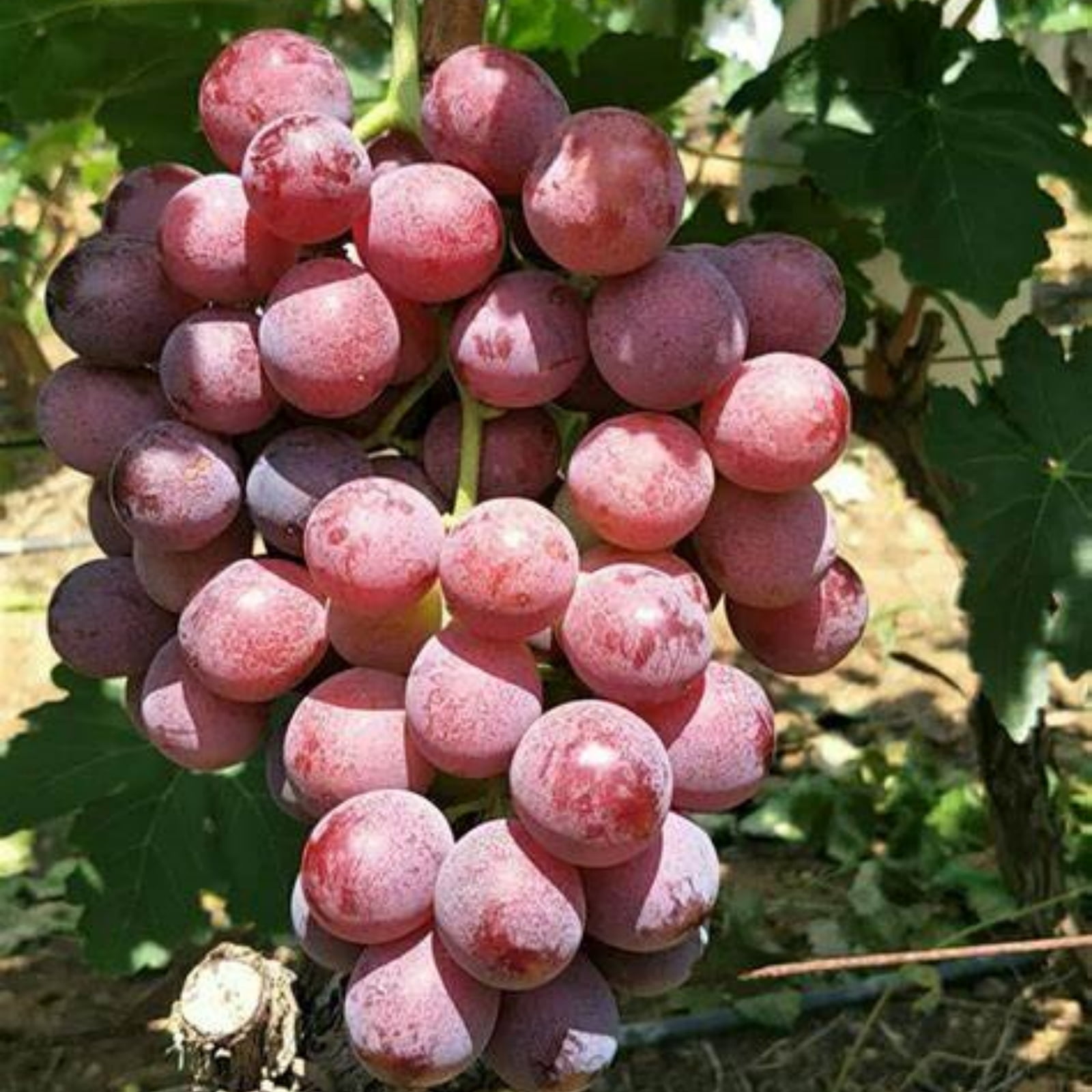 Home garden Grape bulbs Vine plants Fruit seeds planting in spring ...