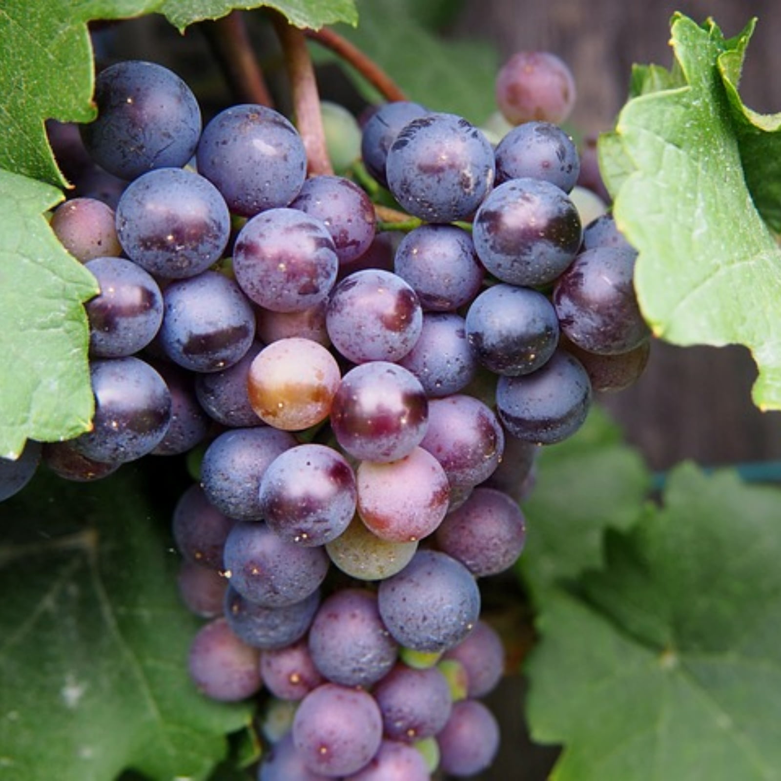 Home garden Grape bulbs Vine plants Fruit seeds planting in spring ...