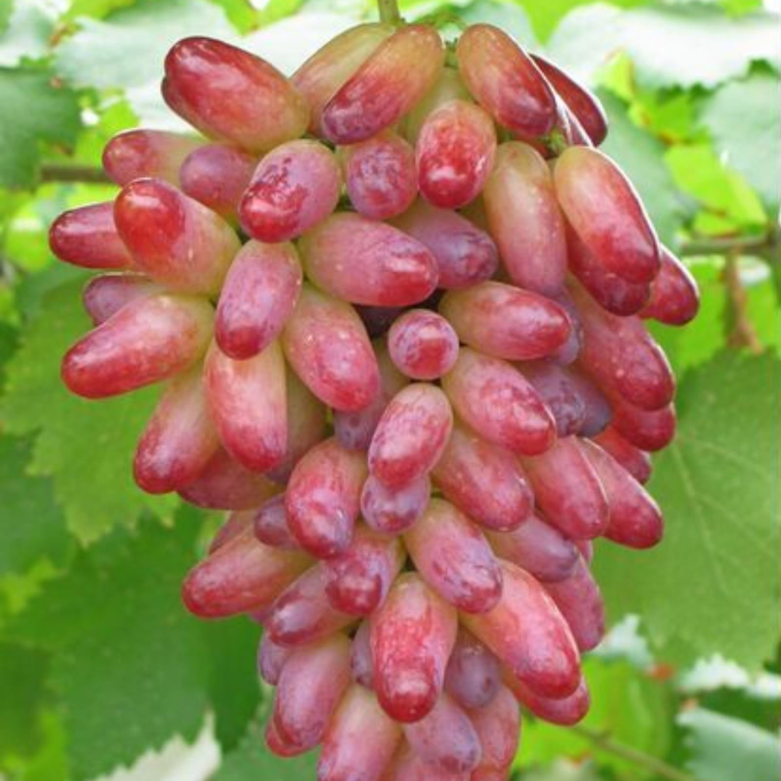 Home garden Grape bulbs Vine plants Fruit seeds planting in spring ...
