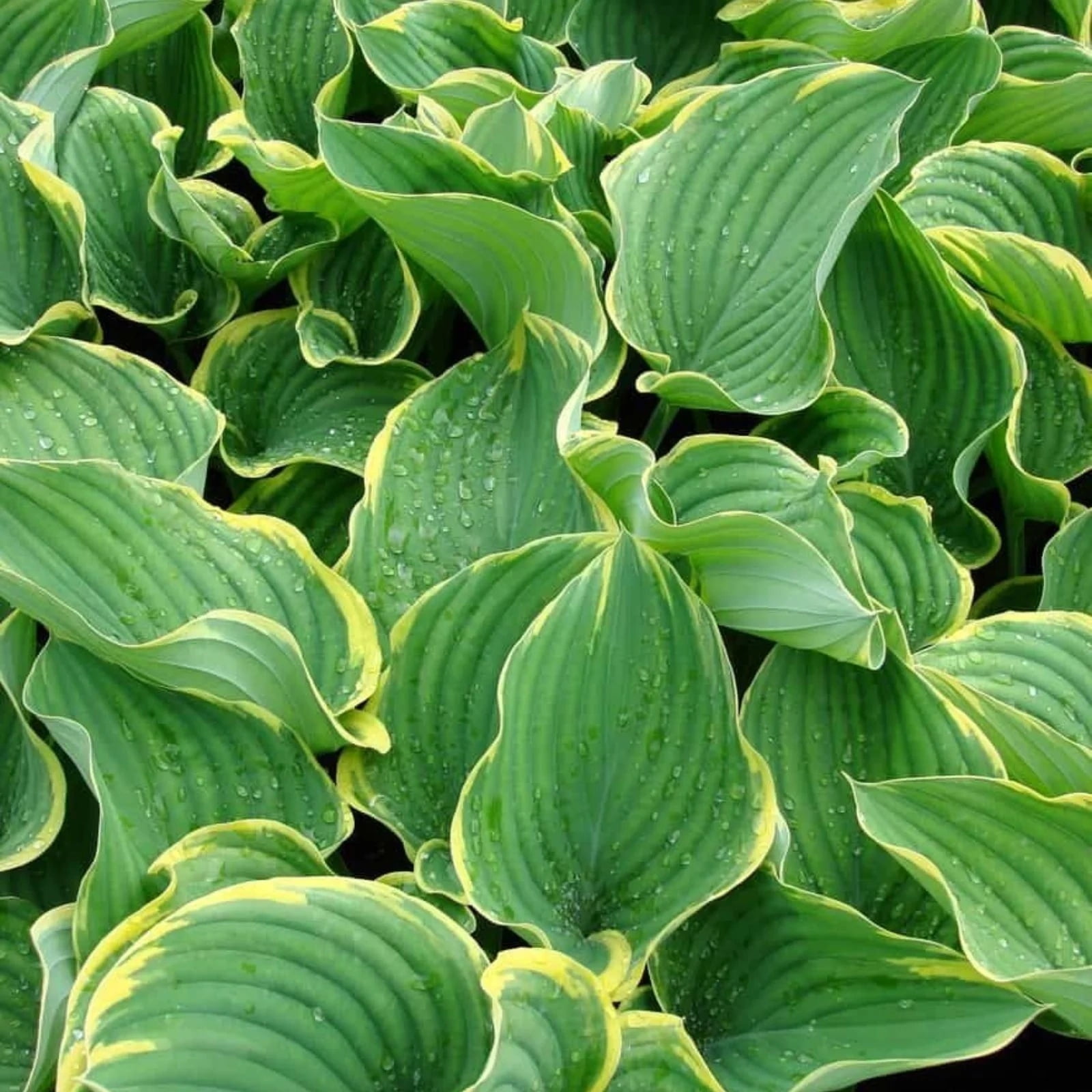 Home garden,HOSTA,( hosta)Low maintenance + drought-resistant flowers,Suitable for lazy garden ...