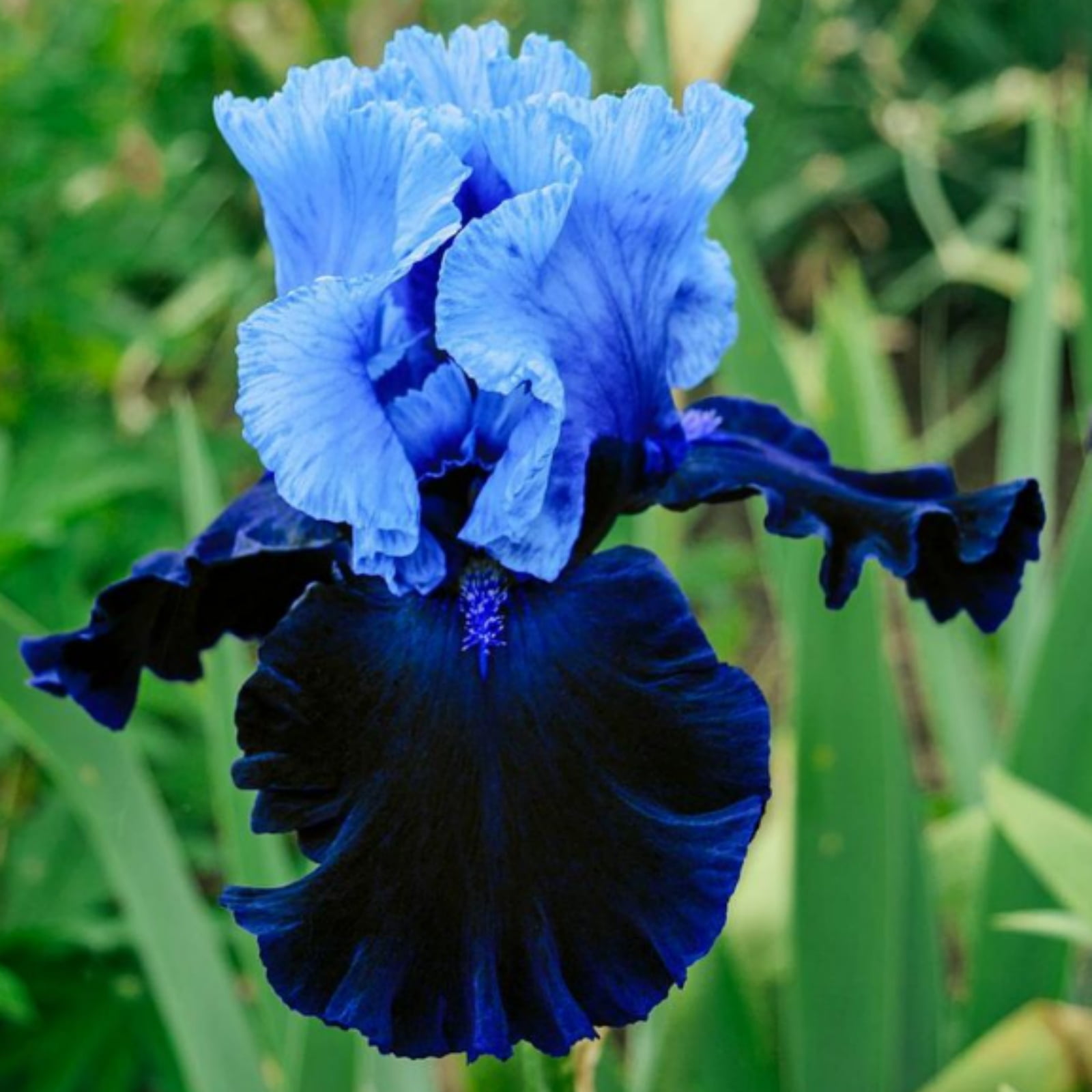 Home garden,(Iris)planting,Low maintenance + drought-resistant flowers ...