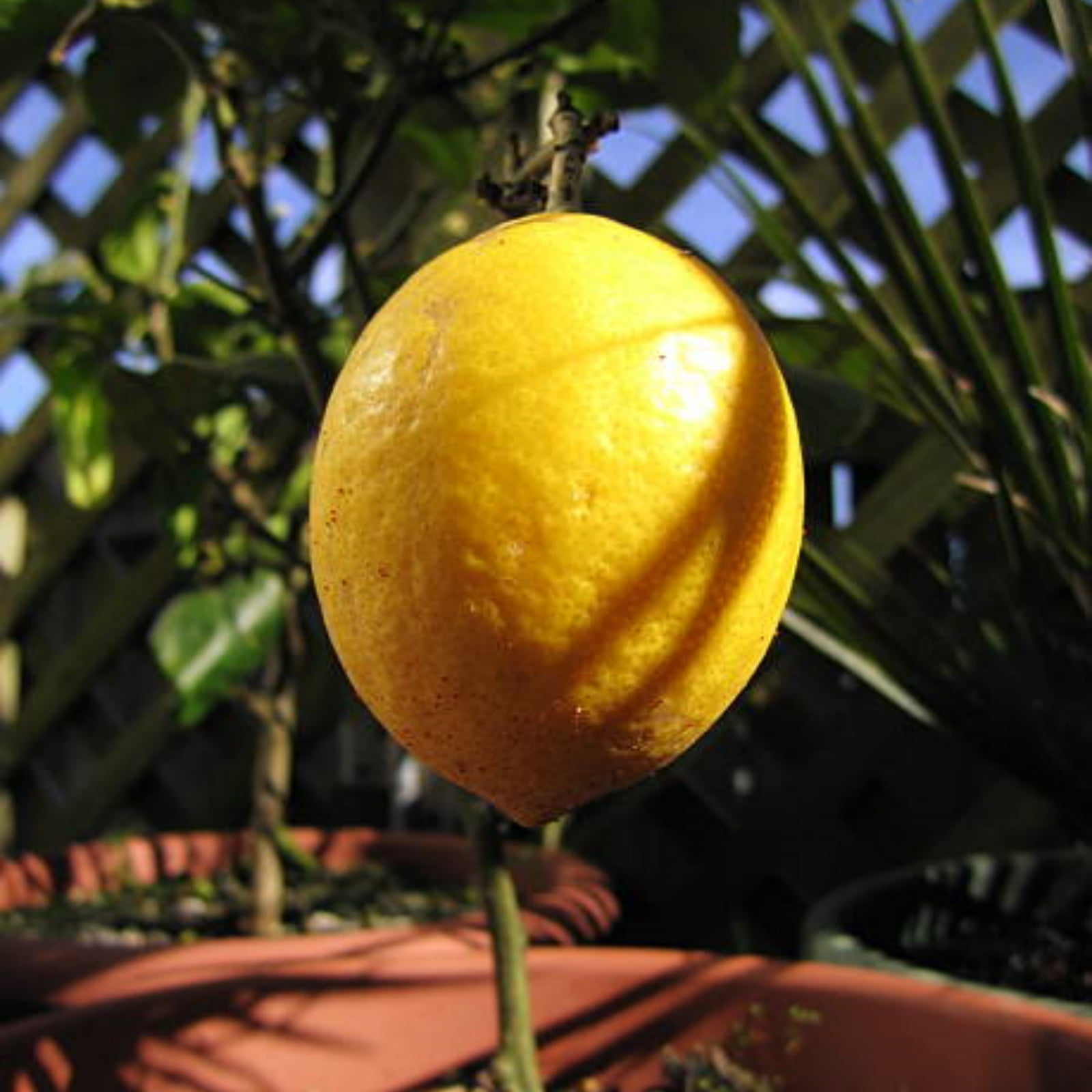 Home garden,(Lemon)Low maintenance + drought-resistant flowers,Suitable ...