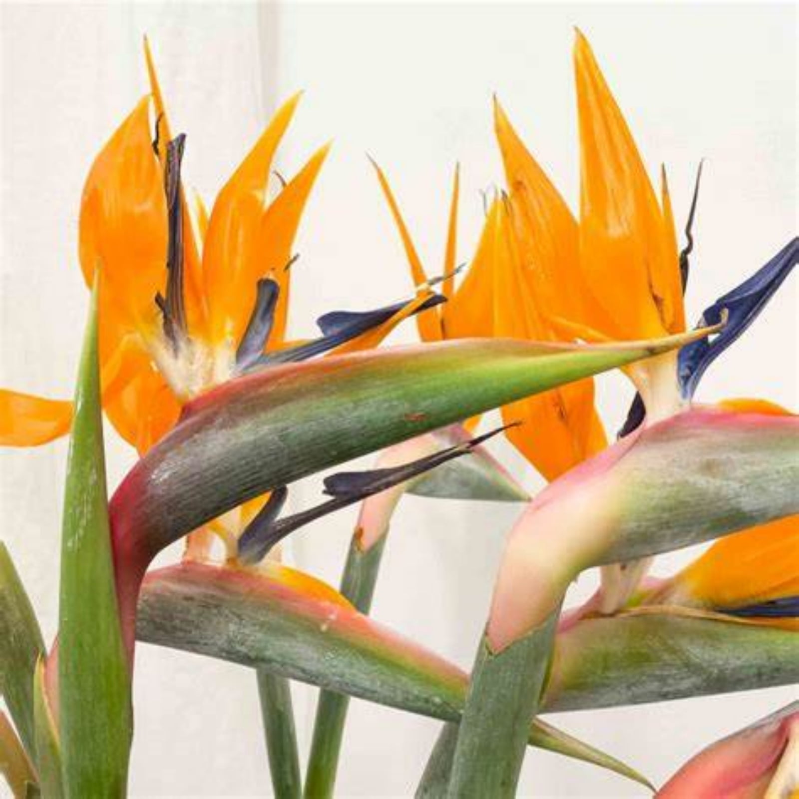 Home garden,(Strelitzia)Low maintenance + drought-resistant flowers ...