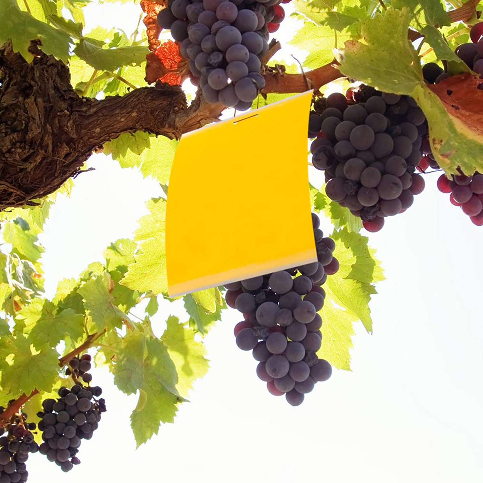 HomeCozy 20Pcs/Set Fly Insect Killer Adhesive Odorless Safe Glue Fly ...