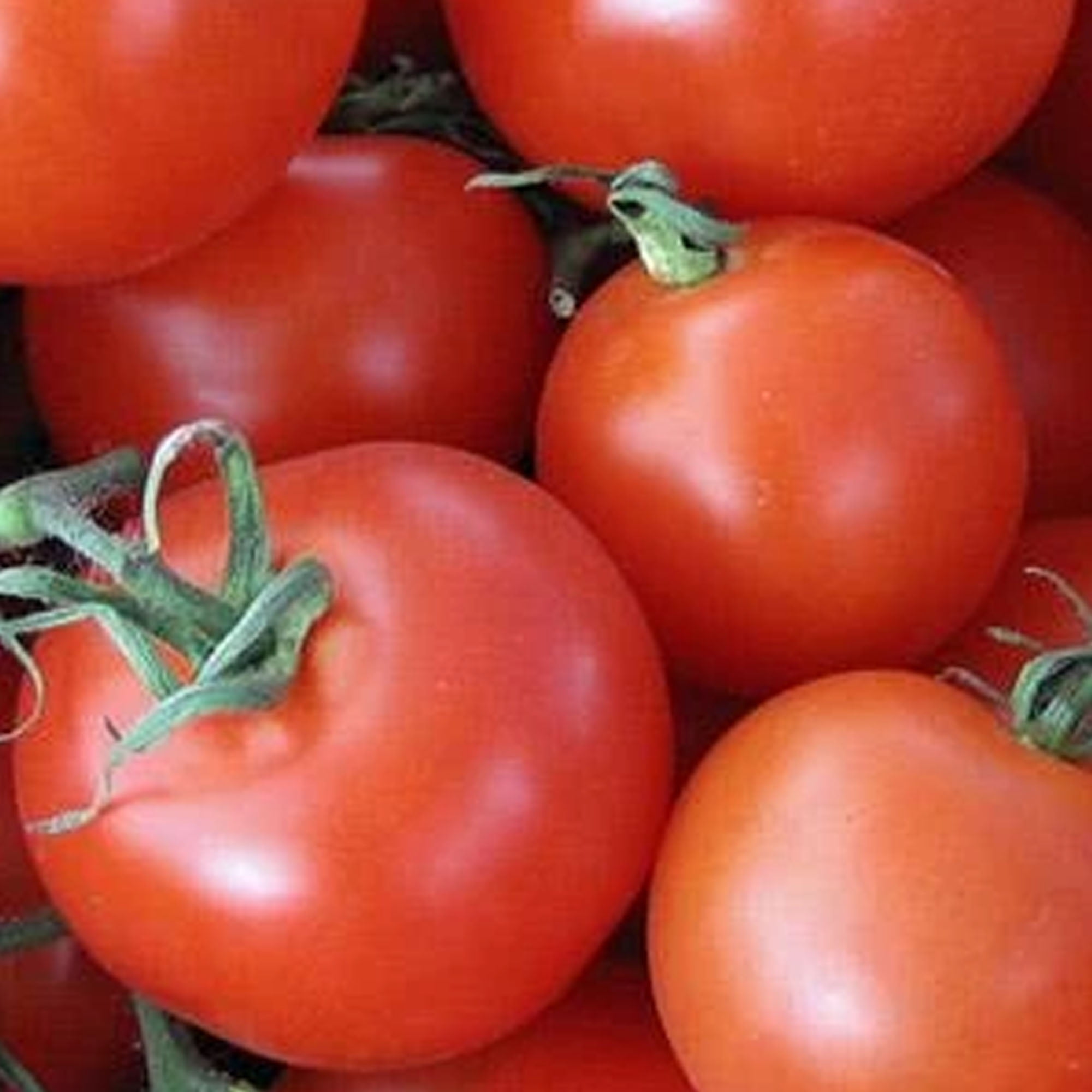 Homestead Tomato Seeds ~25 Seeds - Heirloom, Open Pollinated, Non-GMO ...