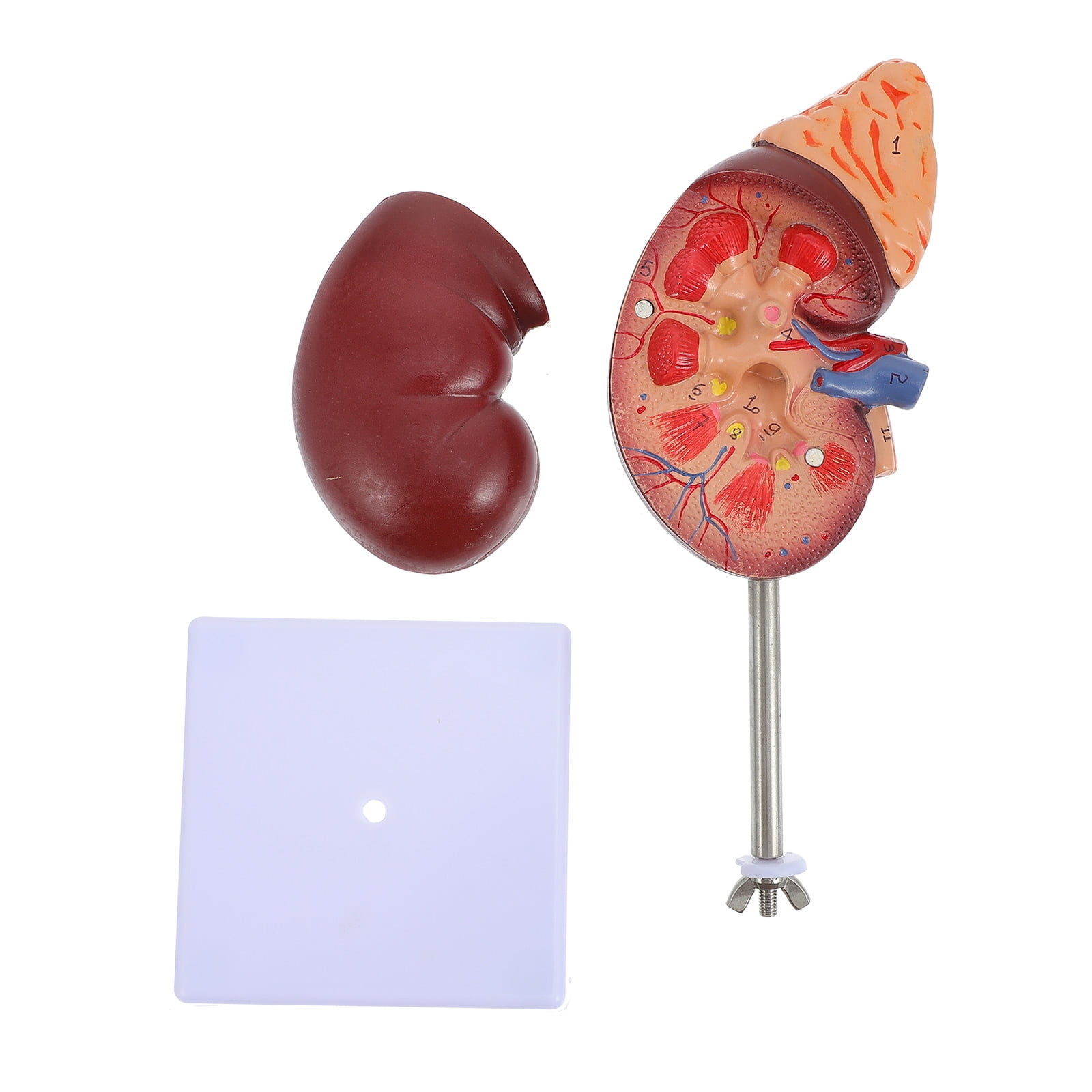 Homoyoyo Anatomical Urinary Tract Model PVC Light Brown 1Pack for ...