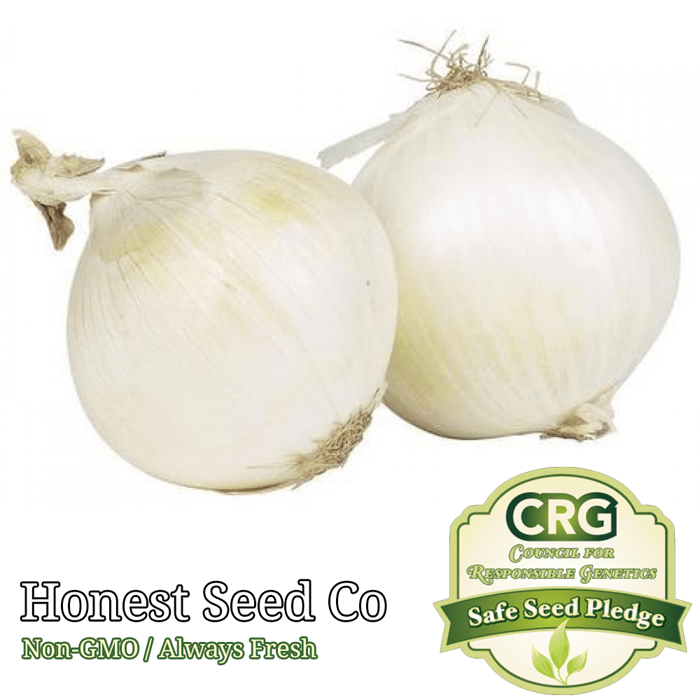 Fresh Produce: 200+ White Sweet Spanish Onion Seeds, Small Planting ...