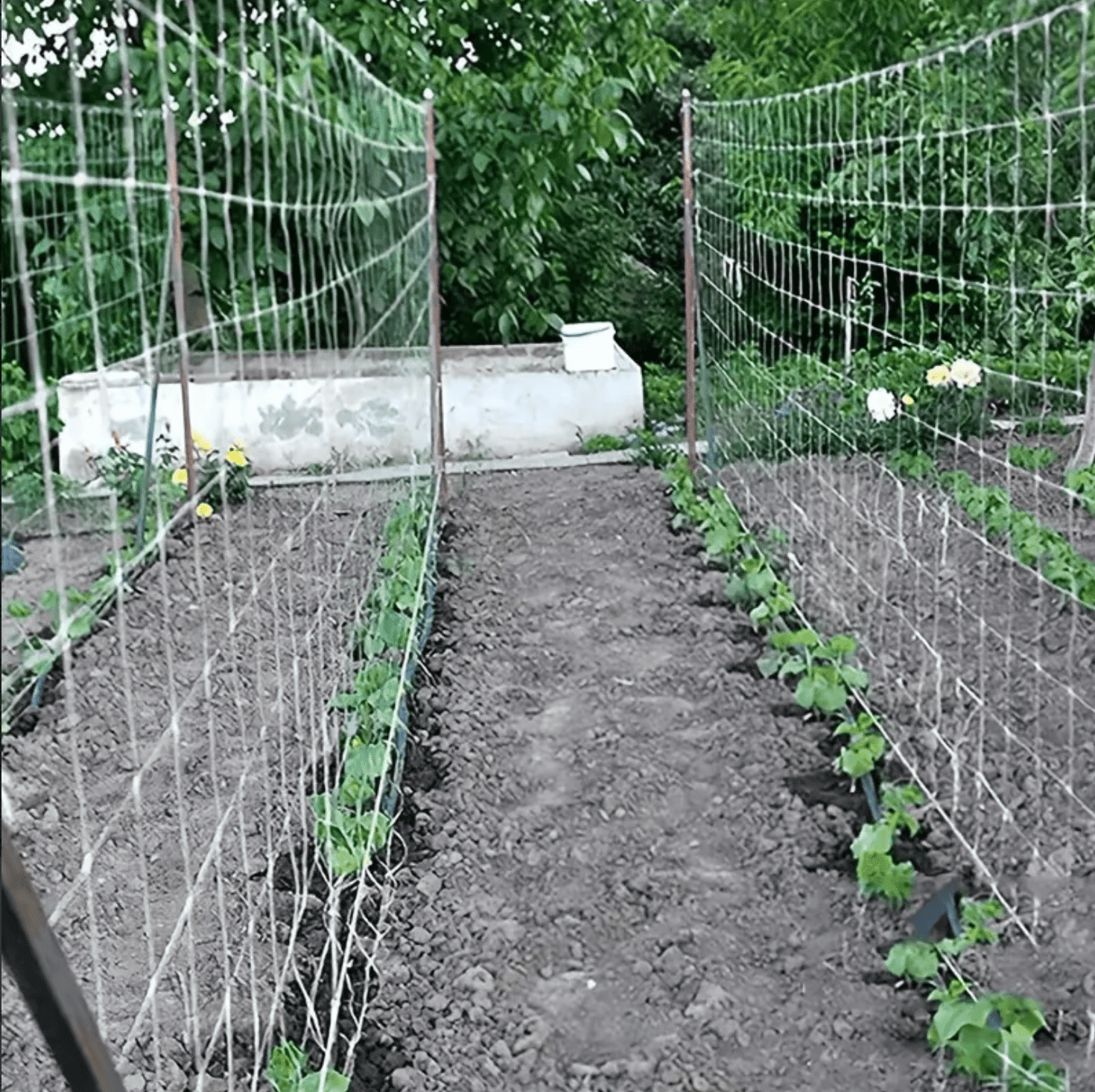 Plant Garden Trellis Netting for Vines, Beans, Peas, etc 5 ft tall x 15 ...