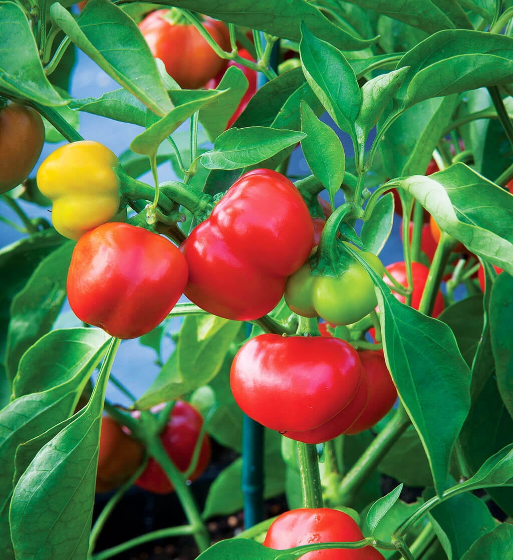 Honest Seed Pimento Sweet Mild Pepper Garden Seeds, Non-GMO Heirloom ...