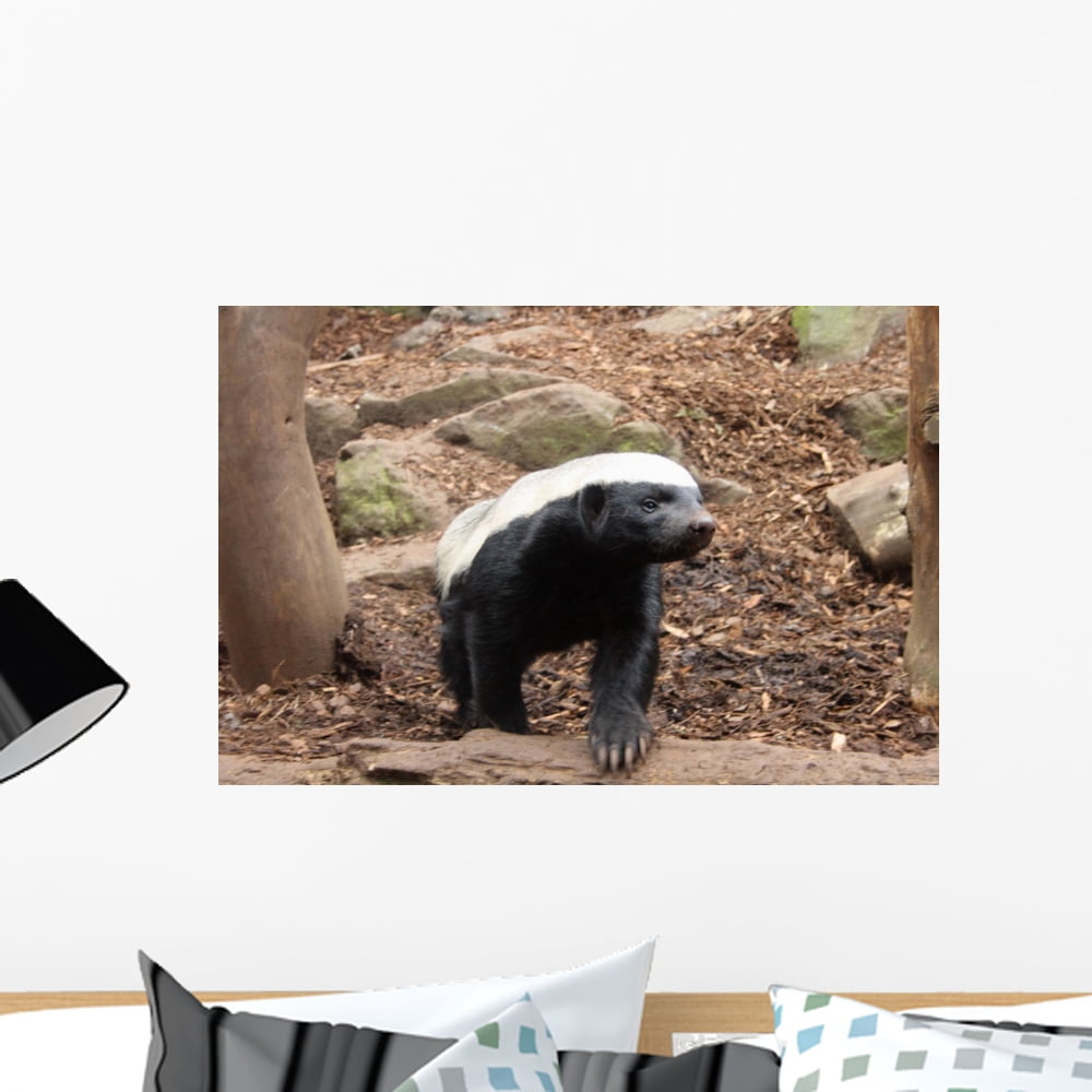 Honey Badger Wall Mural by Wallmonkeys Peel and Stick Graphic (24 in W ...