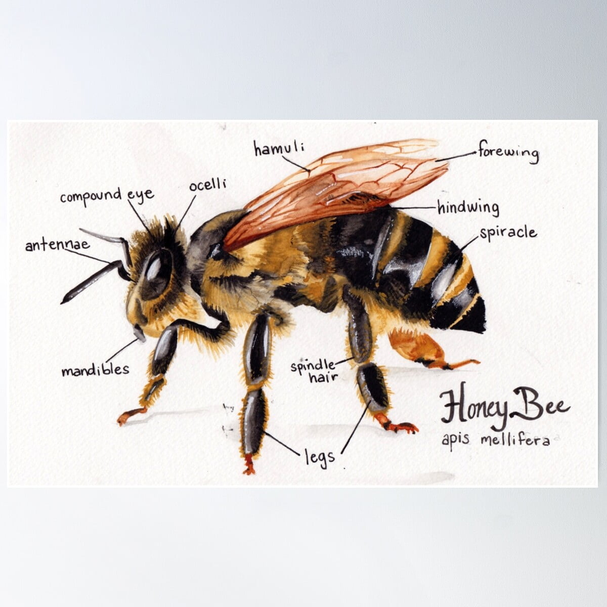 Honey Bee Anatomy Chart Poster, 12x18 UNFRAMED - Walmart.com