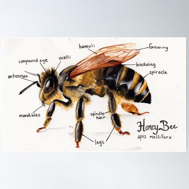 Honey Bee Anatomy Chart Poster, 8x12 UNFRAMED - Walmart.com
