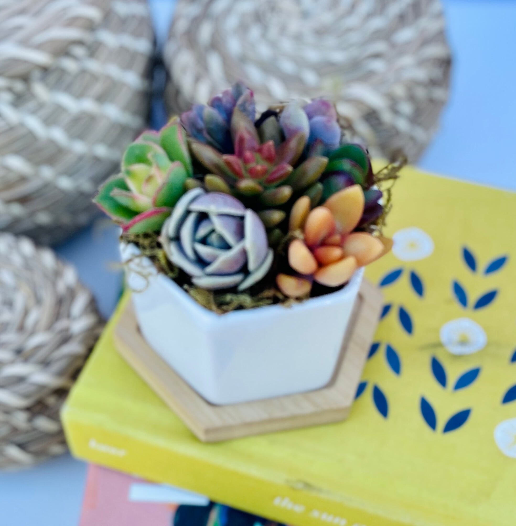 Honey Bubble - Live Mini Succulent Garden in Ceramic Pot - Walmart.com