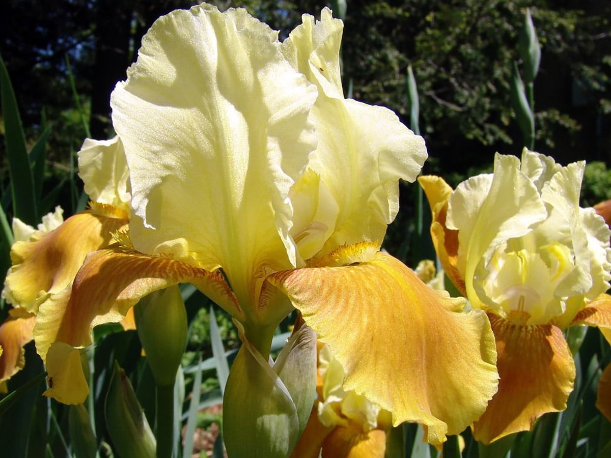 Honey Glazed German Bearded Iris - 4" Pot - Walmart.com