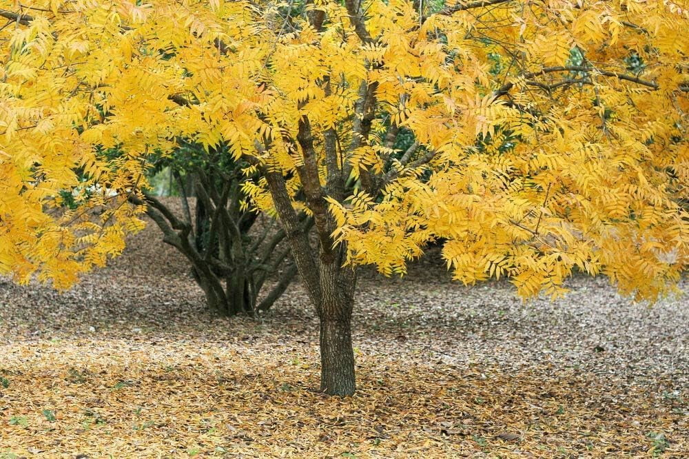 Honey Locust Tree Seedling (Gleditsia triacanthos) – Elegant Shade Tree ...
