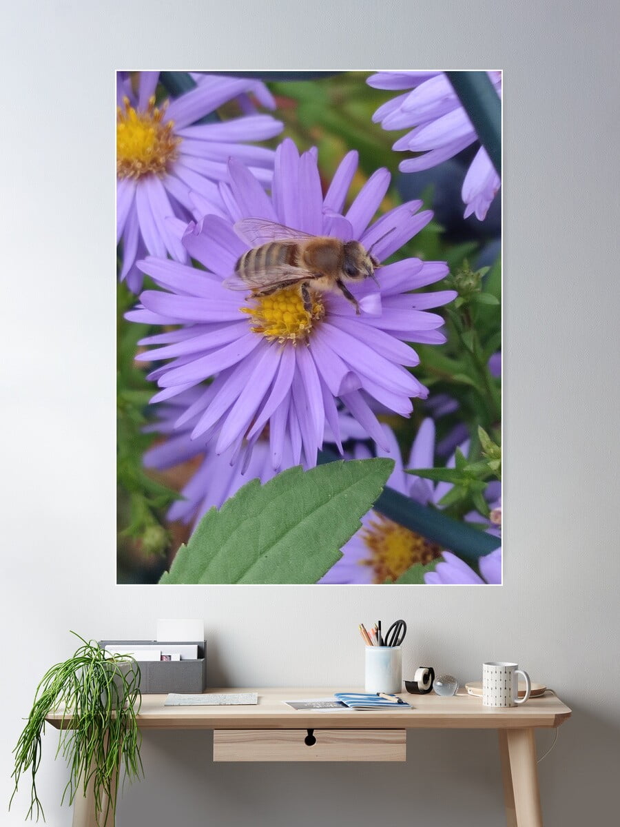 Honeybee On Purple Aster Â€“ A Perfect Pollination Moment Poster Wall Art, Modern Wall Decor For ...