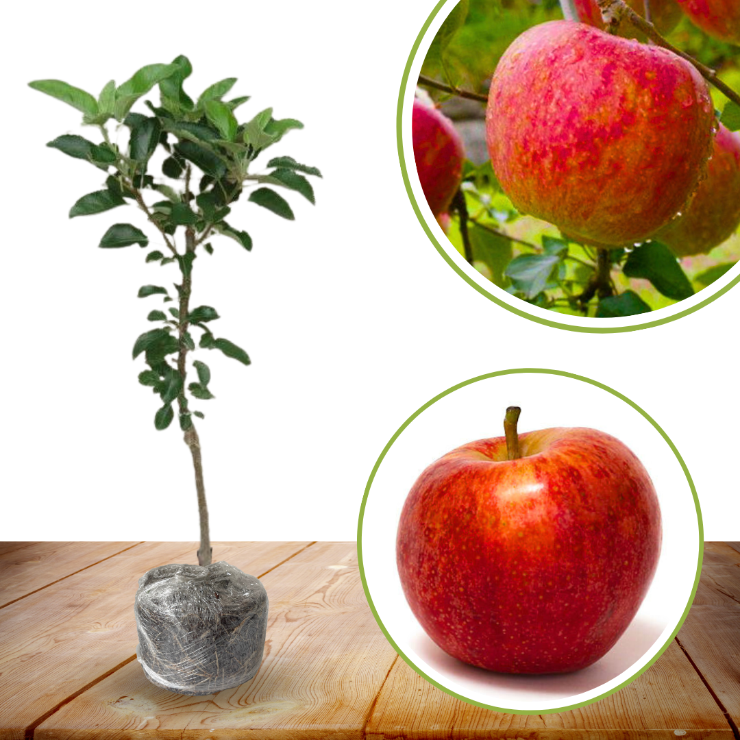Honeycrisp Apple Trees Live Plants, 2 to 3 feet Tall, 1 Plant - Walmart.com