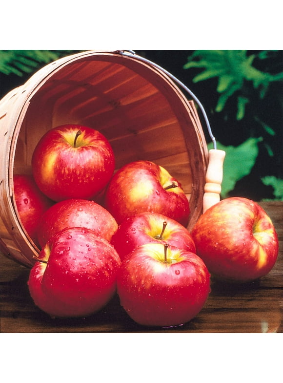 Trees in Live Plants - Walmart.com