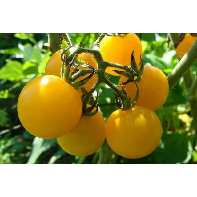 Honeydrop Tomato (25 Seeds), Full Sun, Annual Fruit, Steep Hill Garden ...
