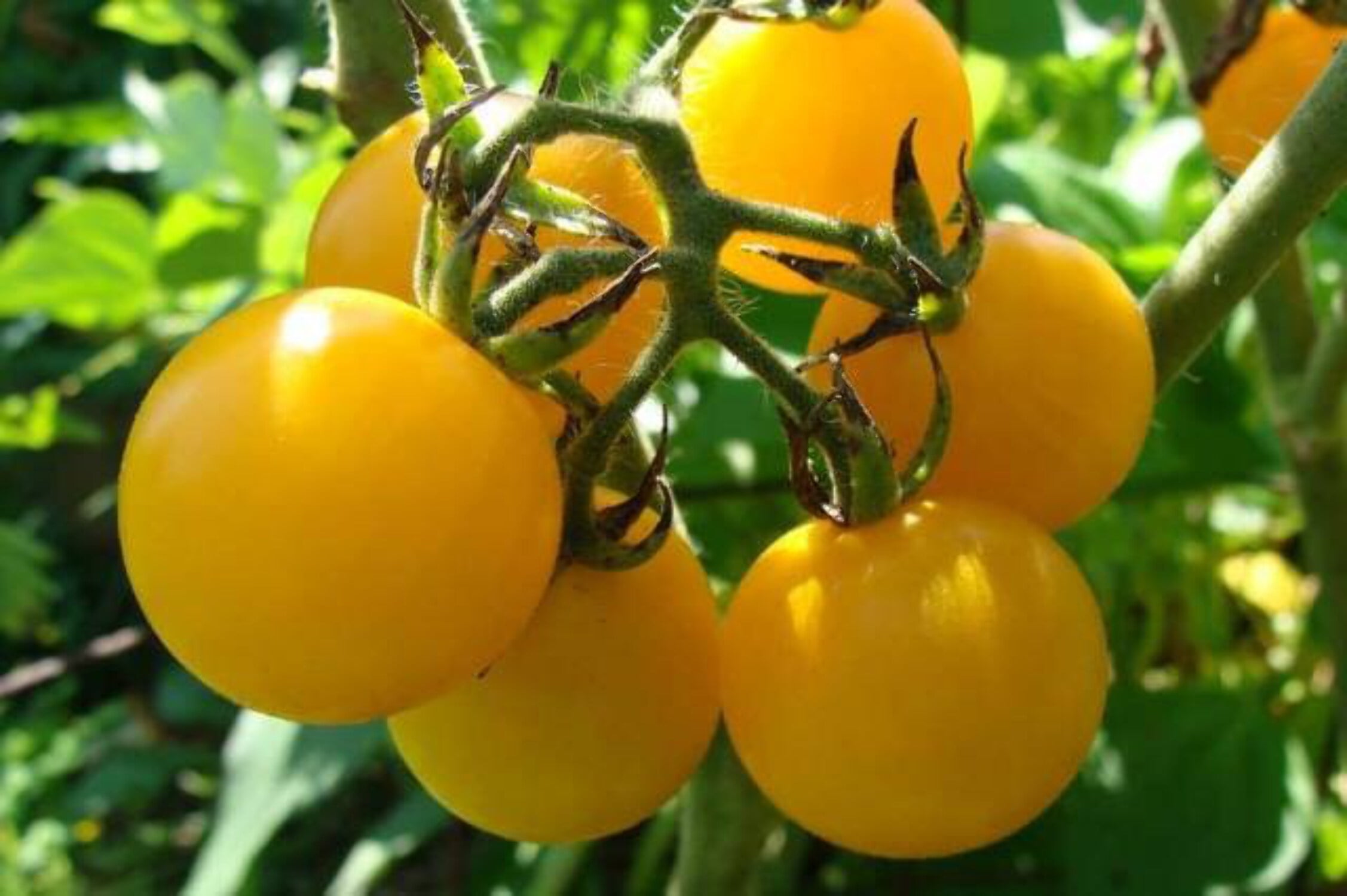 25 Honeydrop Tomato Seeds - Walmart.com