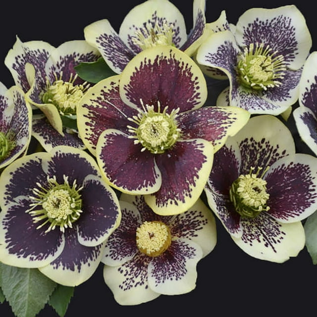 Honeymoon™ Rio Carnival Lenten/Christmas Rose - Helleborus - SHADE ...