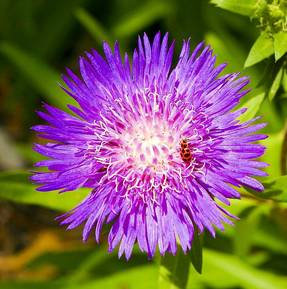 Honeysong Purple Stokes Aster Perennial - Stokesia - Gallon Pot ...