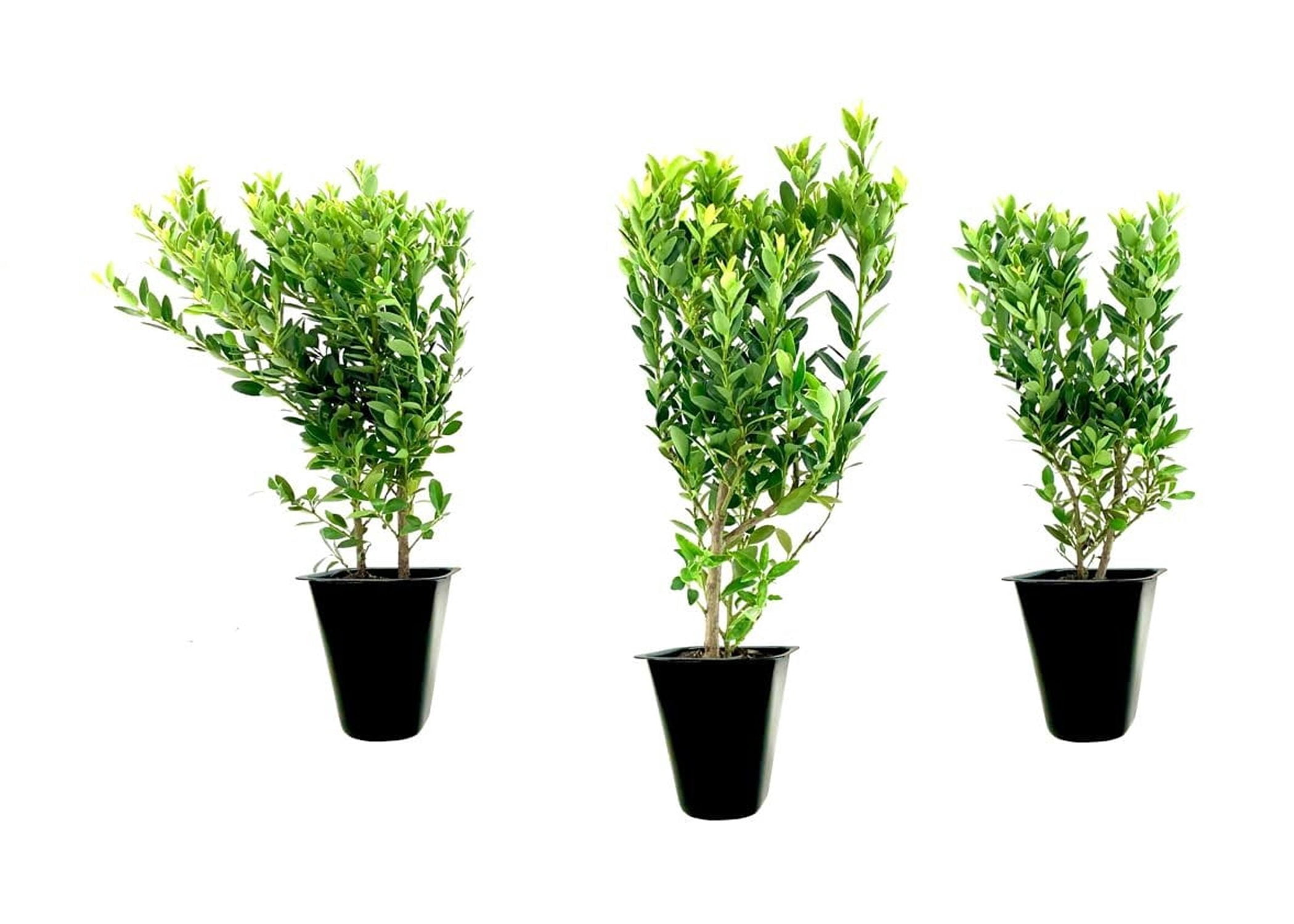 Hoogendoorn Holly Shrub I 10 Live Plants I Ilex Crenata Lustrous ...