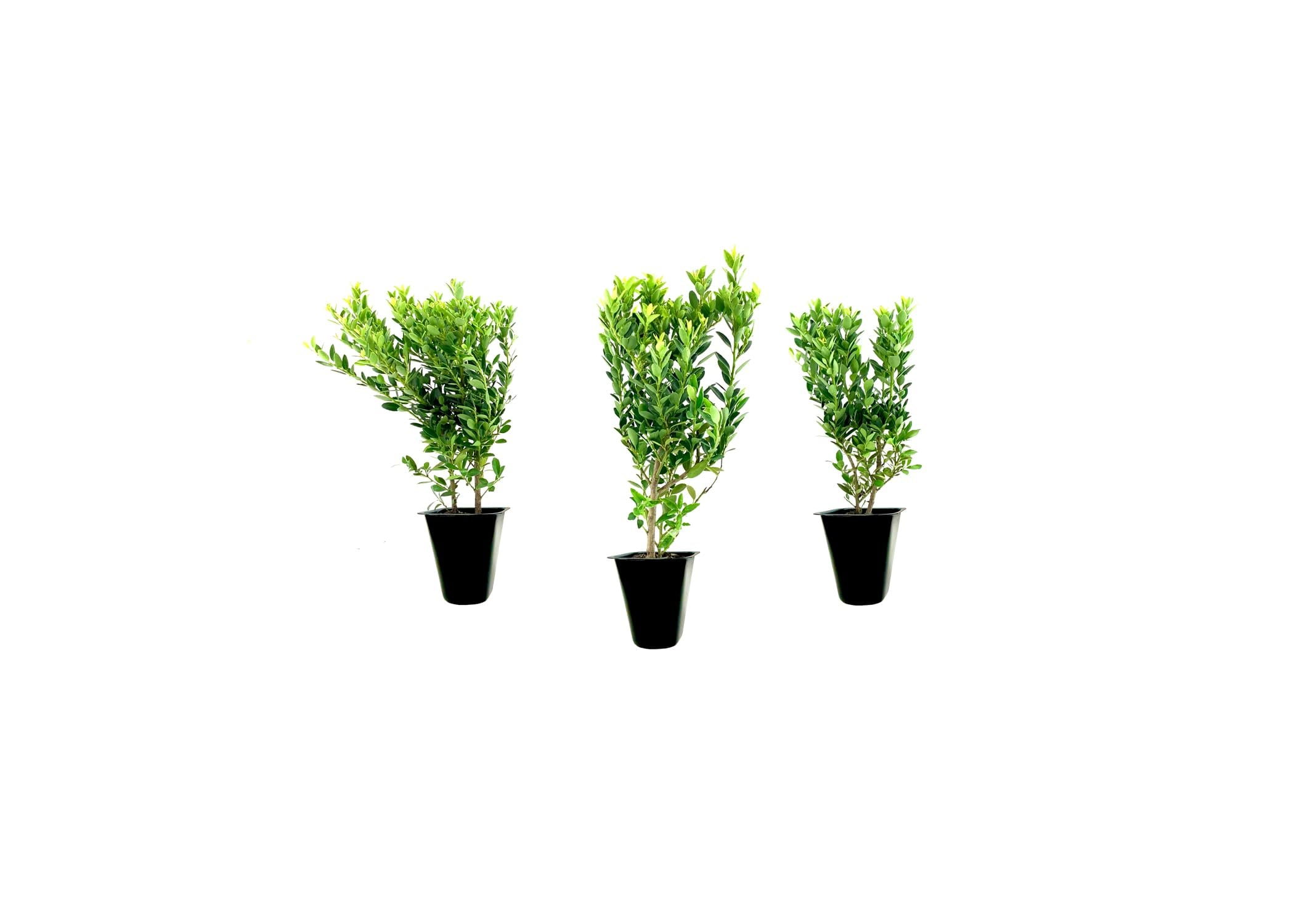 Hoogendoorn Holly Shrub I 3 Live Plants I Ilex Crenata Lustrous ...