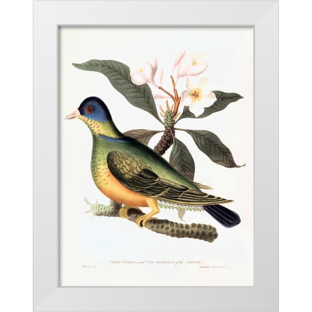 Hooker, William 19x24 White Modern Wood Framed Museum Art Print Titled ...
