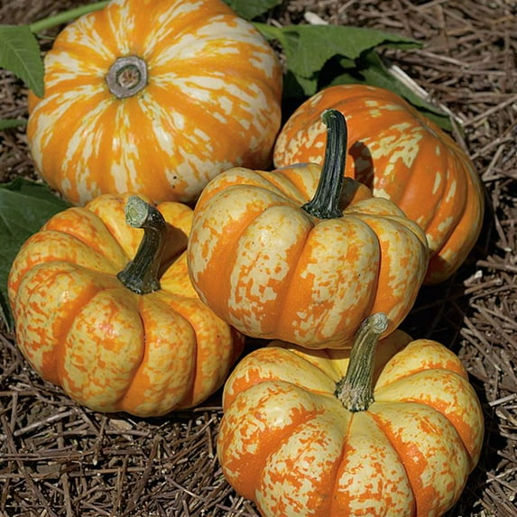 Hooligan F1 PMT Hybrid Pumpkin 4Gram ~30 Seeds – Mini Pumpkins – Orange & White Mottled – Non ...