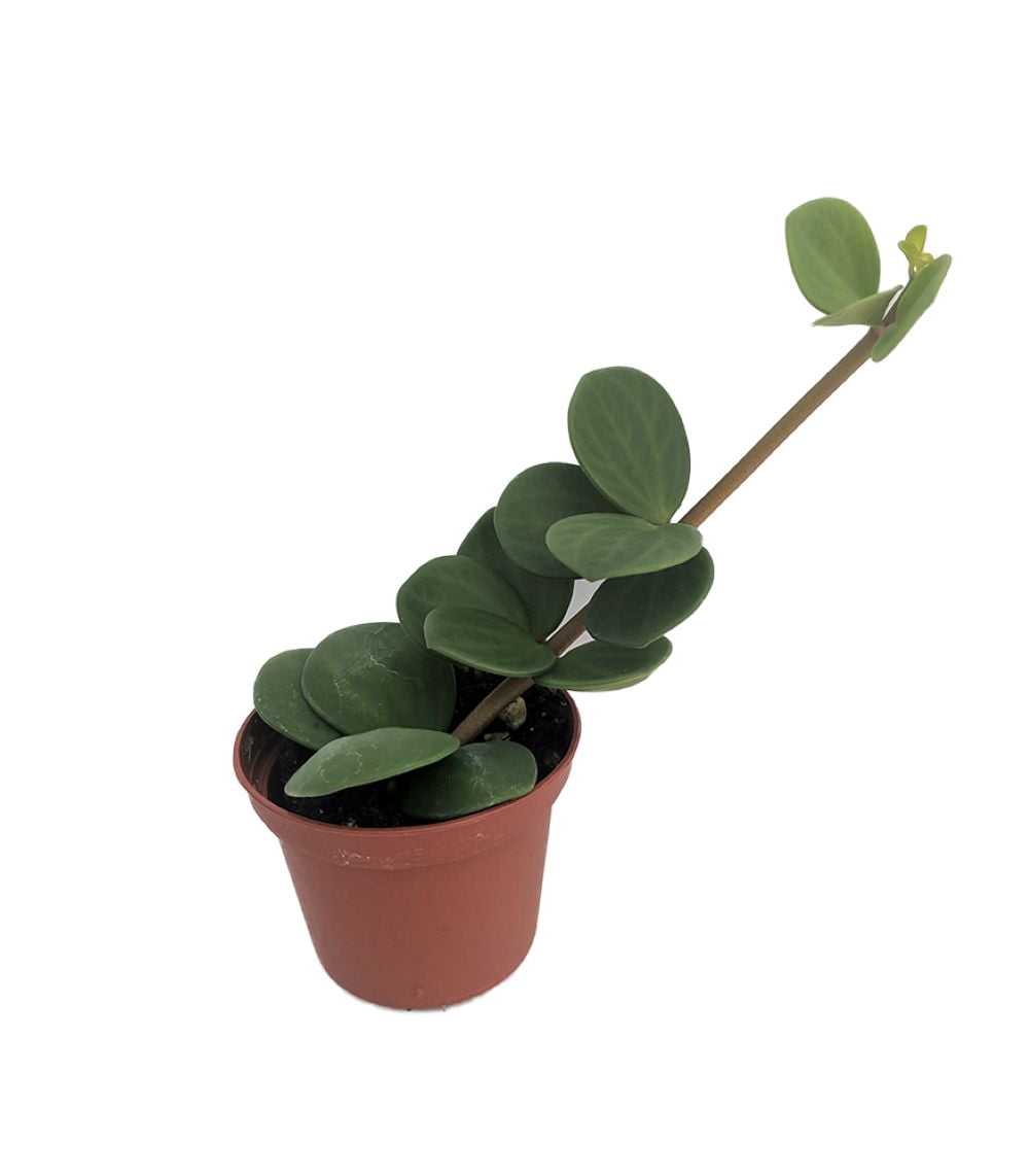 Hope Peperomia - Easy Houseplant - 2.5" Pot - Walmart.com