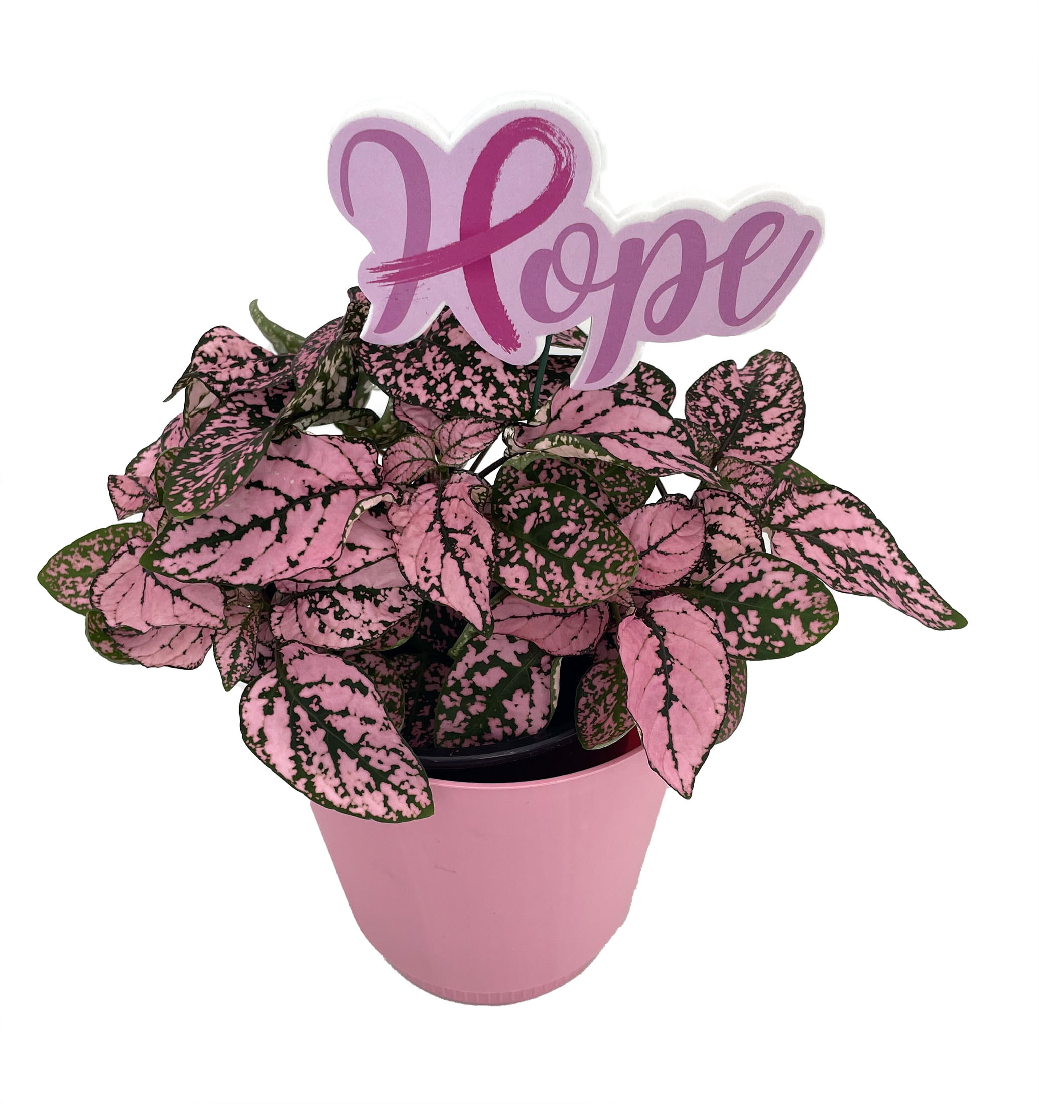 Hope Pink Polka Dot Hypoestes Plant - Breast Cancer Awareness - 4" Pink ...