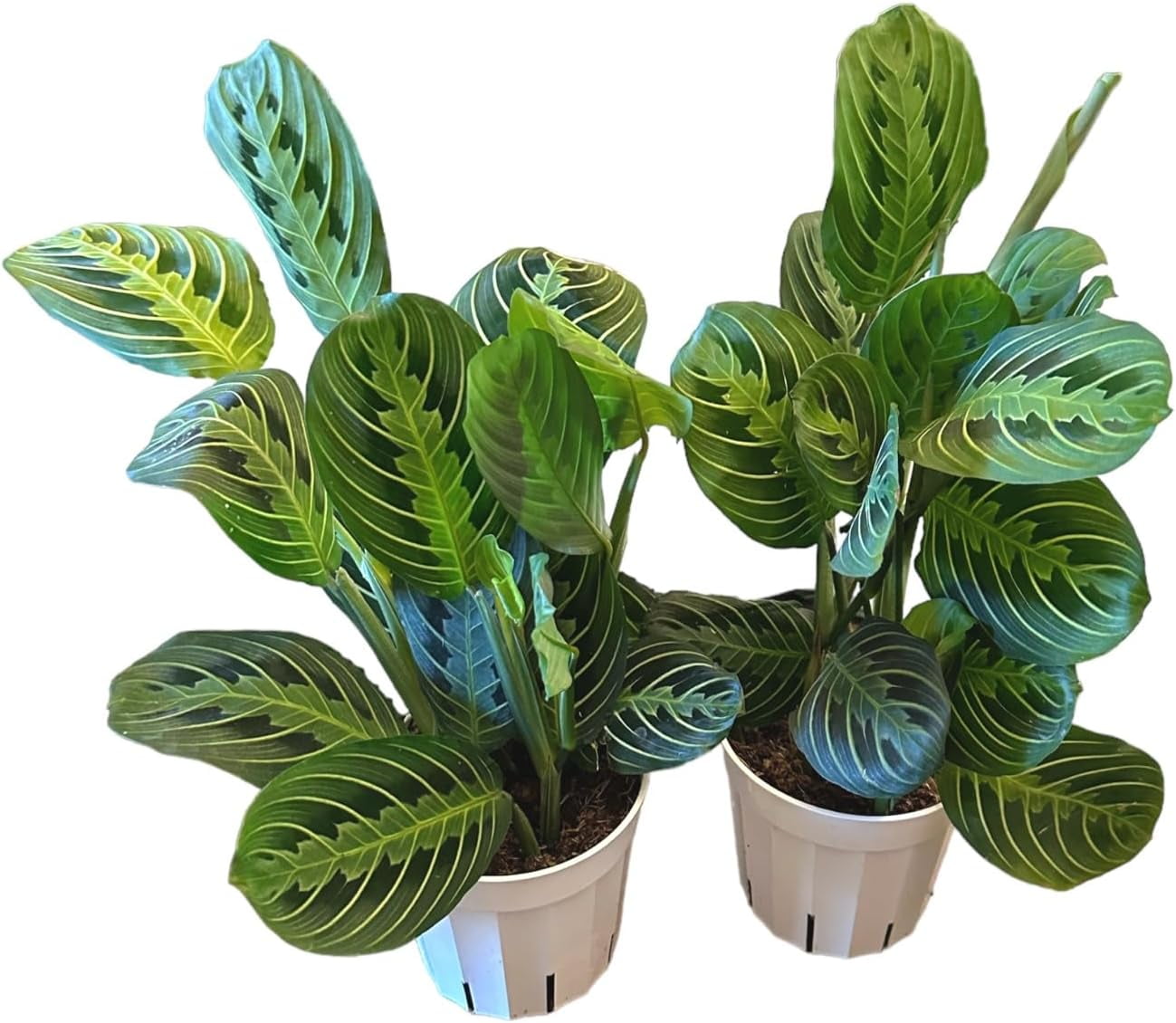 Hopewind Plants Shop- 2 Lemon Lime Prayer Plant, Lemon Lime Maranta ...