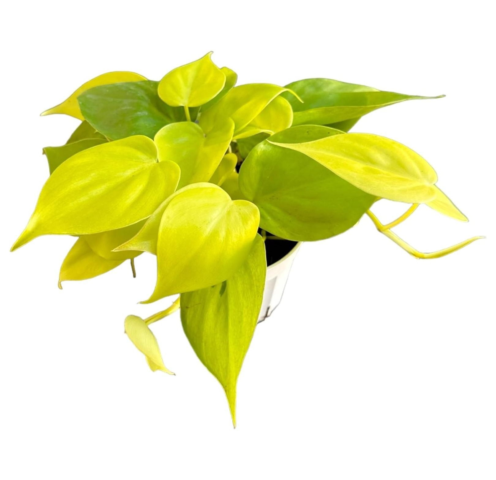 Hopewind Plnats Shop - Philodendron hederaceum Neon Cordatum, Rare ...