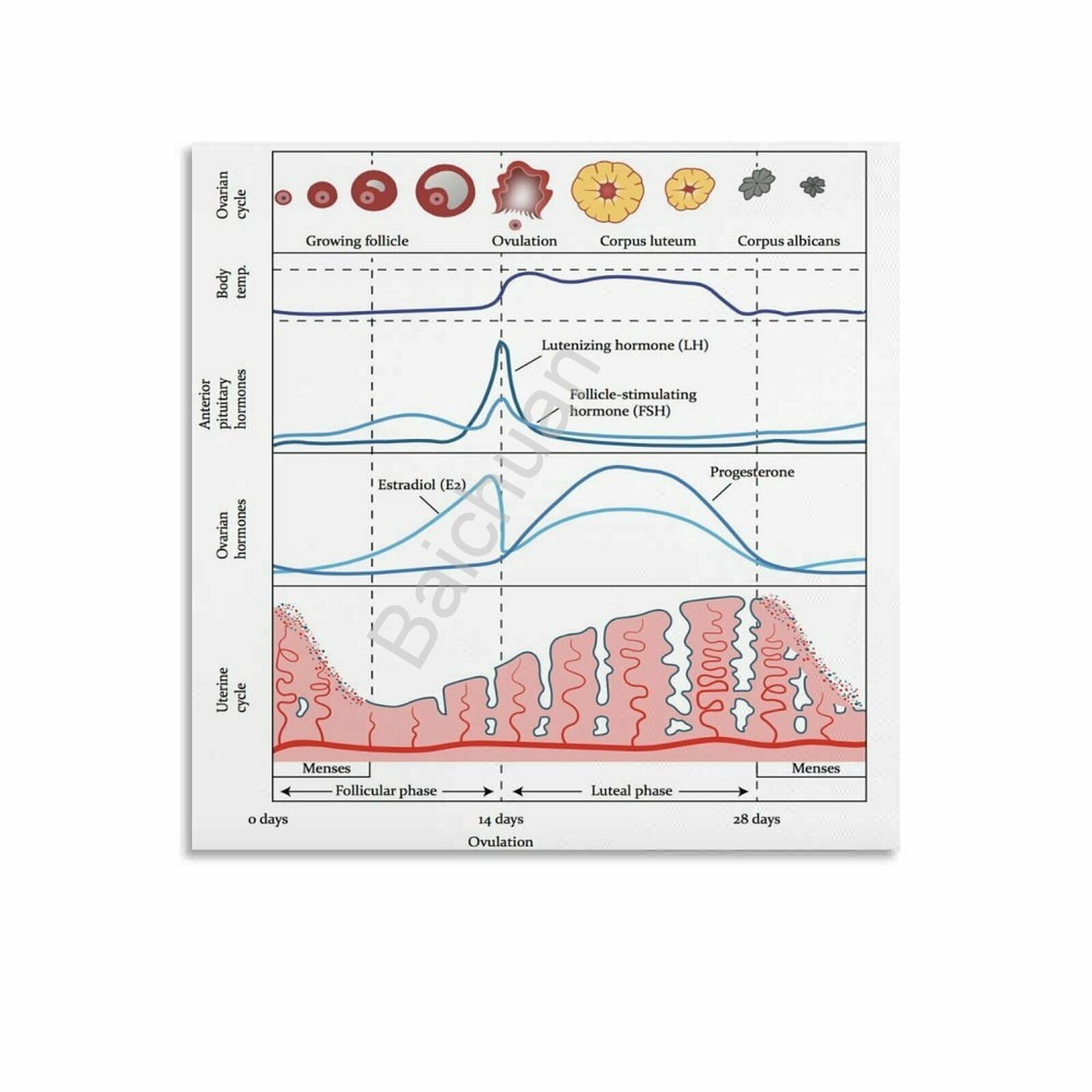Hormones Of The Menstrual Cycle Poster Menstrual Cycle Guide (11 ...
