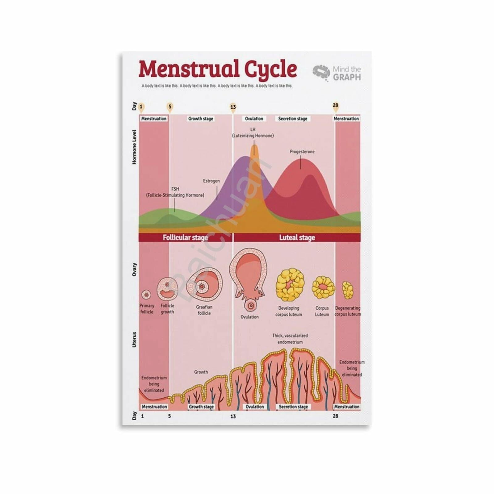 Hormones Of The Menstrual Cycle Poster Menstrual Cycle Guide (4) Canvas ...