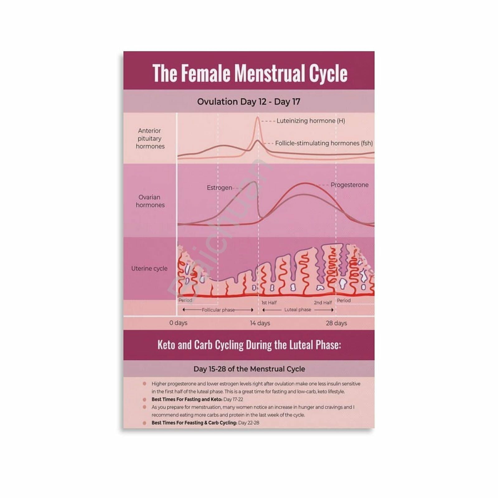 Hormones Of The Menstrual Cycle Poster Menstrual Cycle Guide (7) Canvas ...