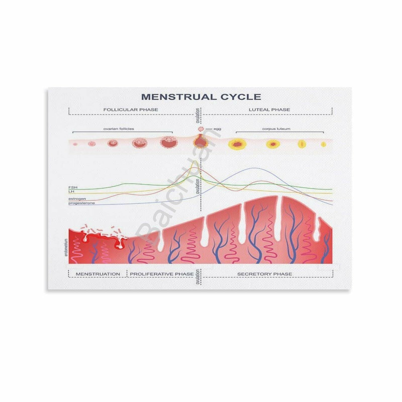 Hormones Of The Menstrual Cycle Poster Menstrual Cycle Guide (9) Canvas ...