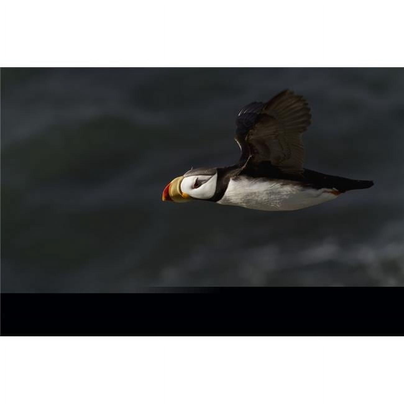 Horned puffin in flight over ocean Walrus Islands State Game Sanctuary ...