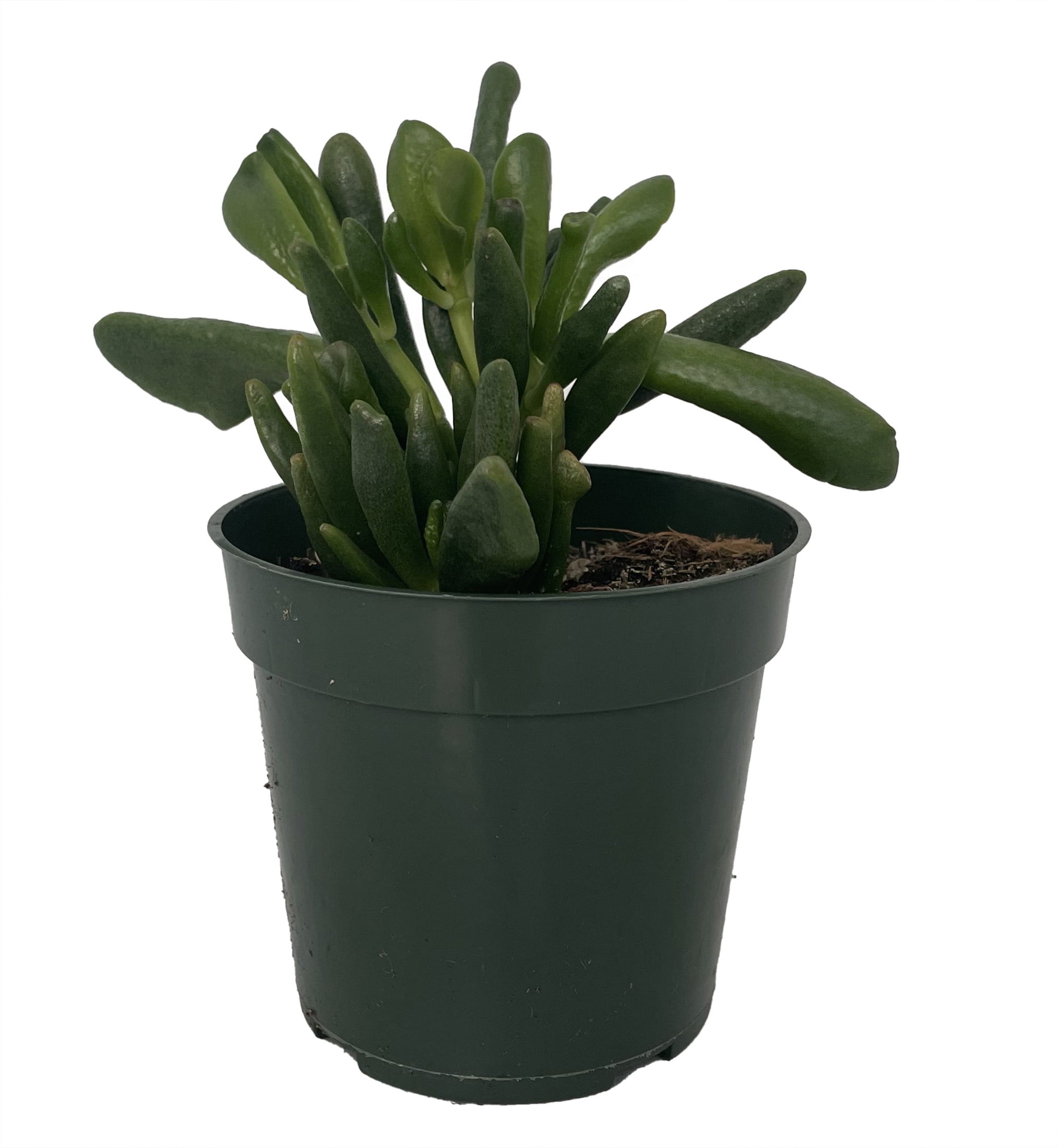 Horntree Jade Plant -Ogre's Ear - Great Houseplant - 4" Pot - Walmart.com