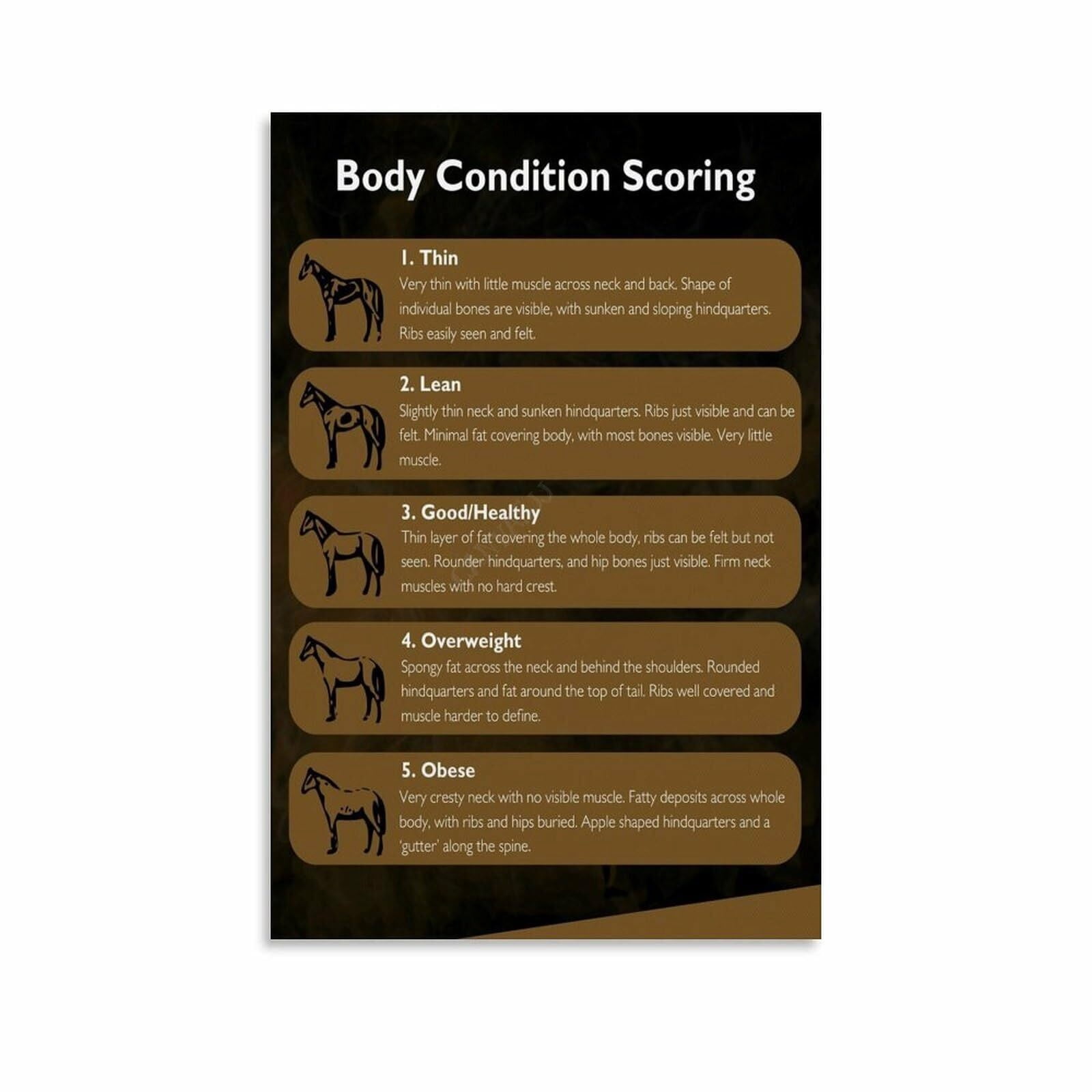 Horse Body Condition Score Chart Poster Veterinarian Guide (2) Canvas ...