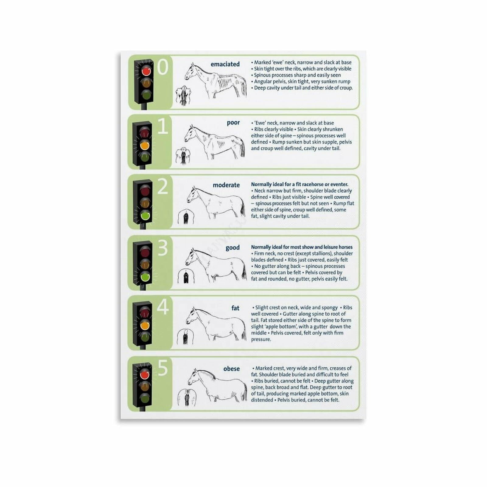 Horse Body Condition Score Chart Poster Veterinarian Guide (7) Canvas ...