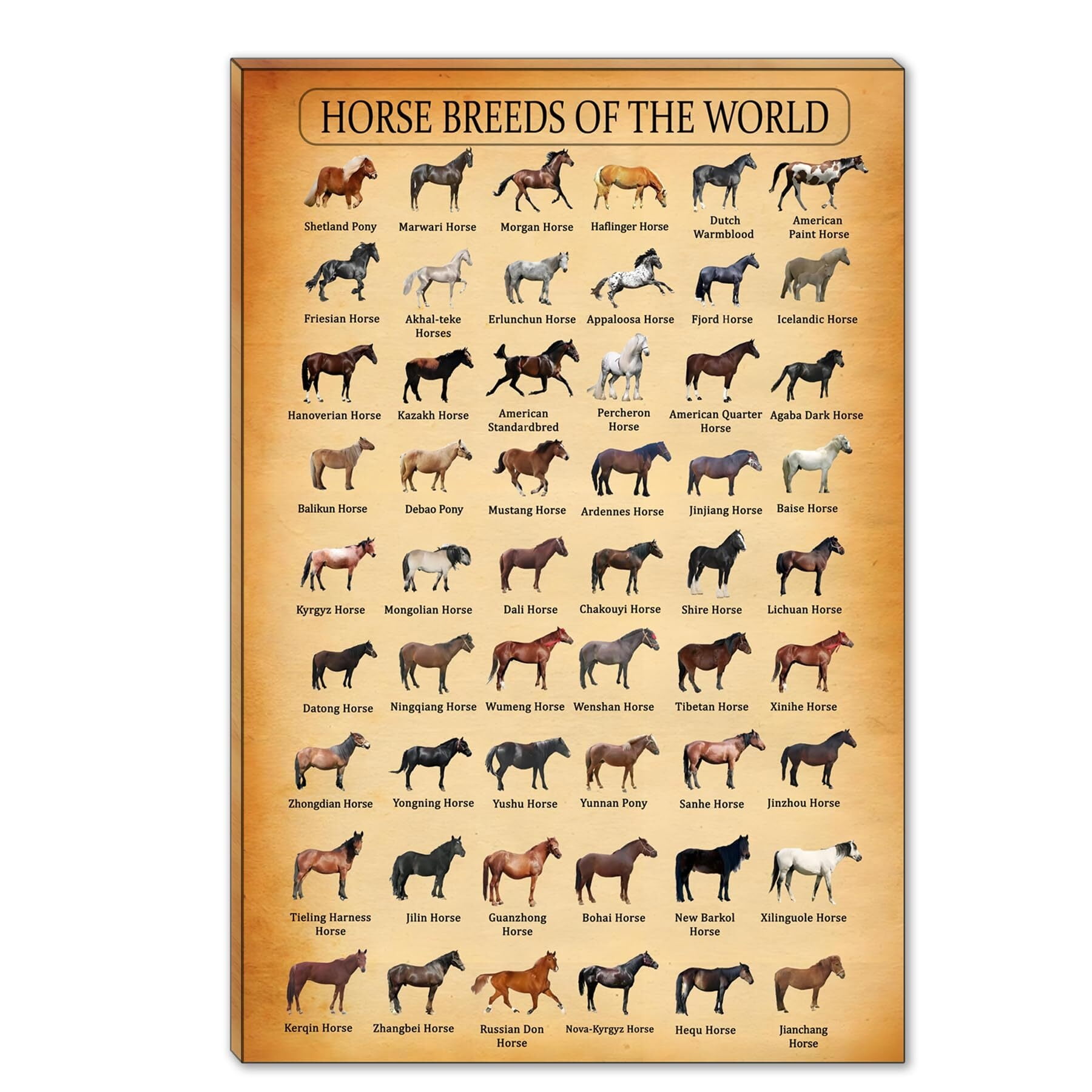 Horse Breeds in The World Wall Art,Types of Horses Wall Decor Canvas ...