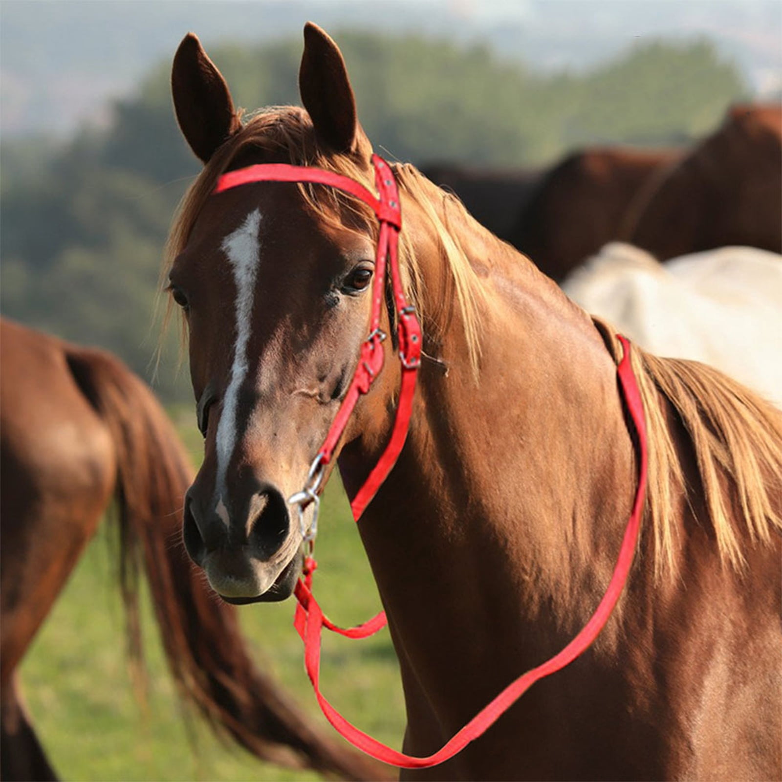Horse Bridle with Reins, Adjustable Red Horse Headstall Bridle Set with ...