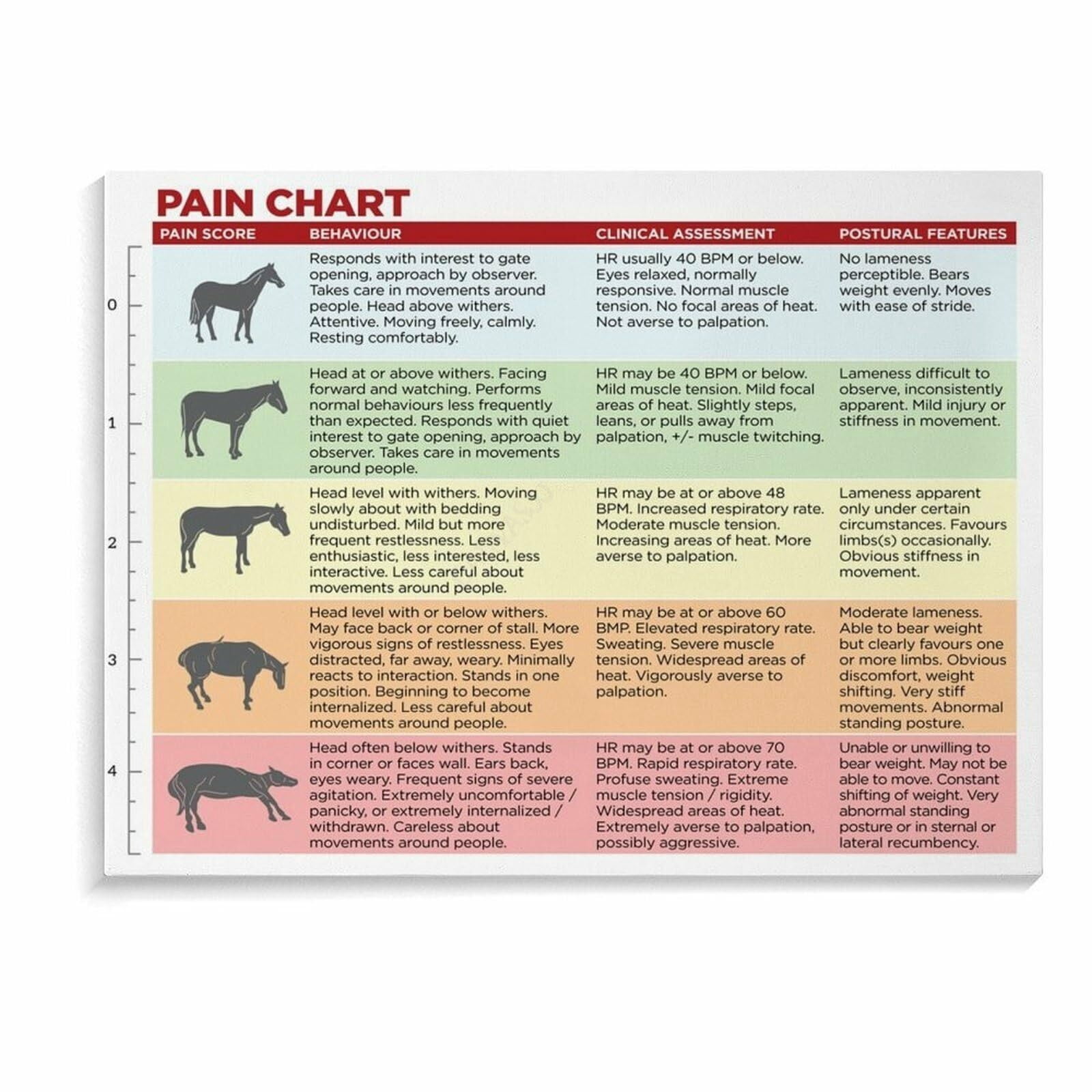 Horse Pain Chart Poster Veterinary Clinic (1) Canvas for Bedroom Living ...