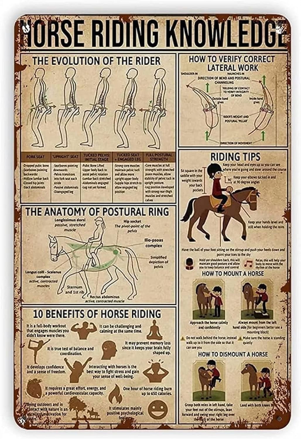 Horse Riding Knowledge Metal Tin Sign,The Anatomy of Postural Ring,Iron ...